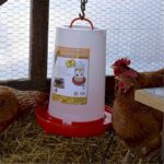 5 Best Heated Chicken Waters – Chickens On The Farm