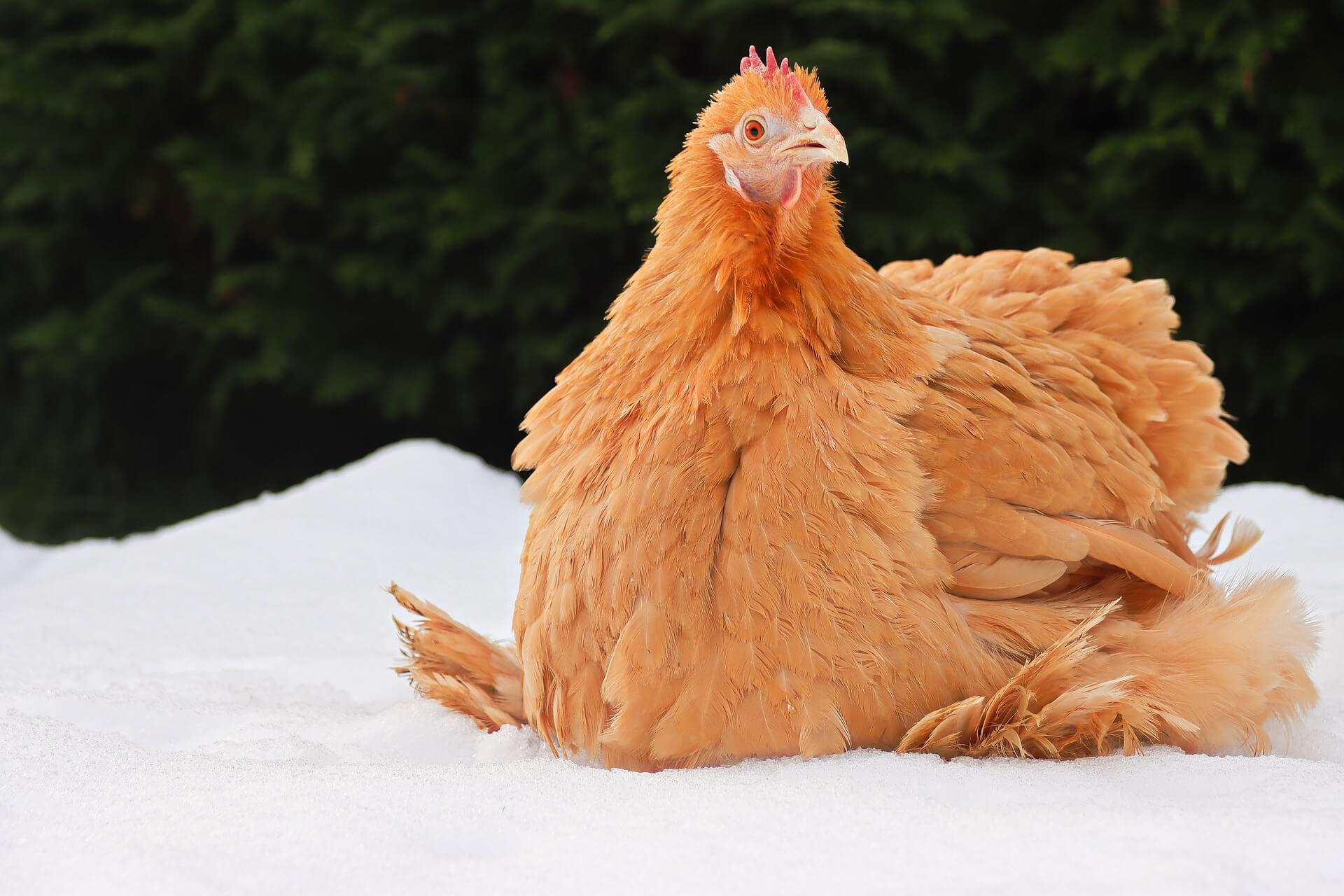 5 Best Heated Chicken Waters – Chickens On The Farm
