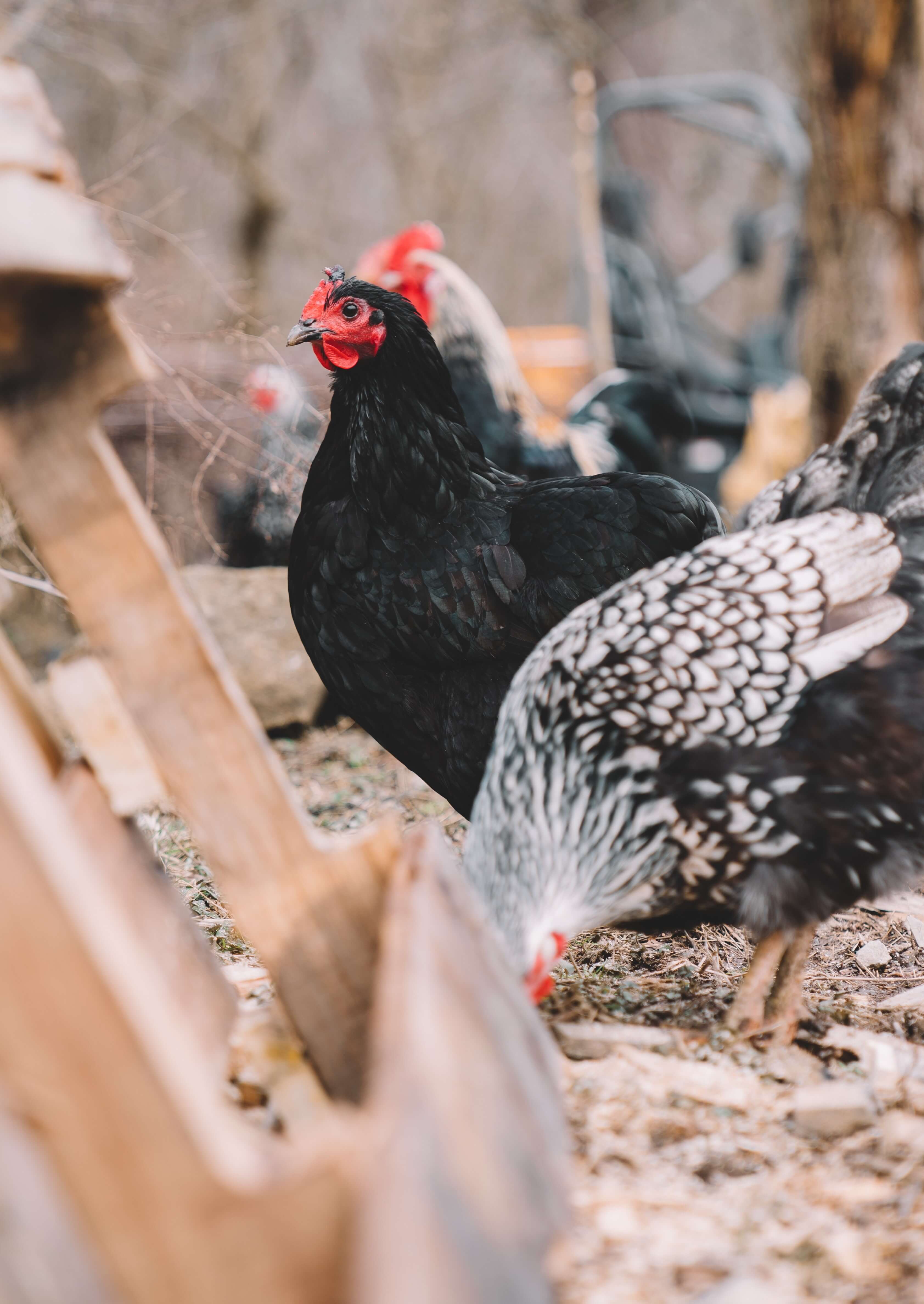 Best Toys to Entertain and Stimulate Your Chickens. – Chickens On The Farm