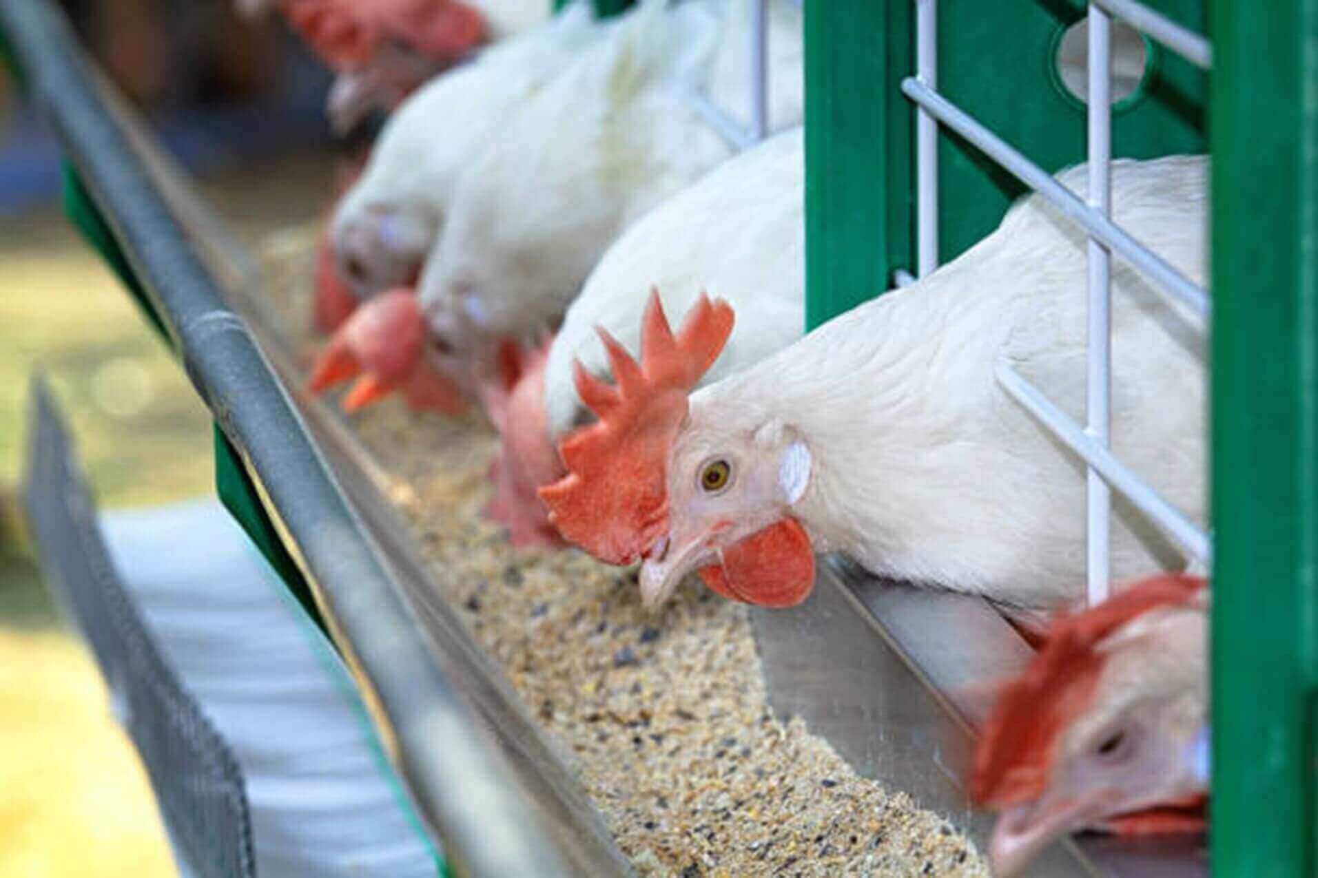 Home – Chickens On The Farm